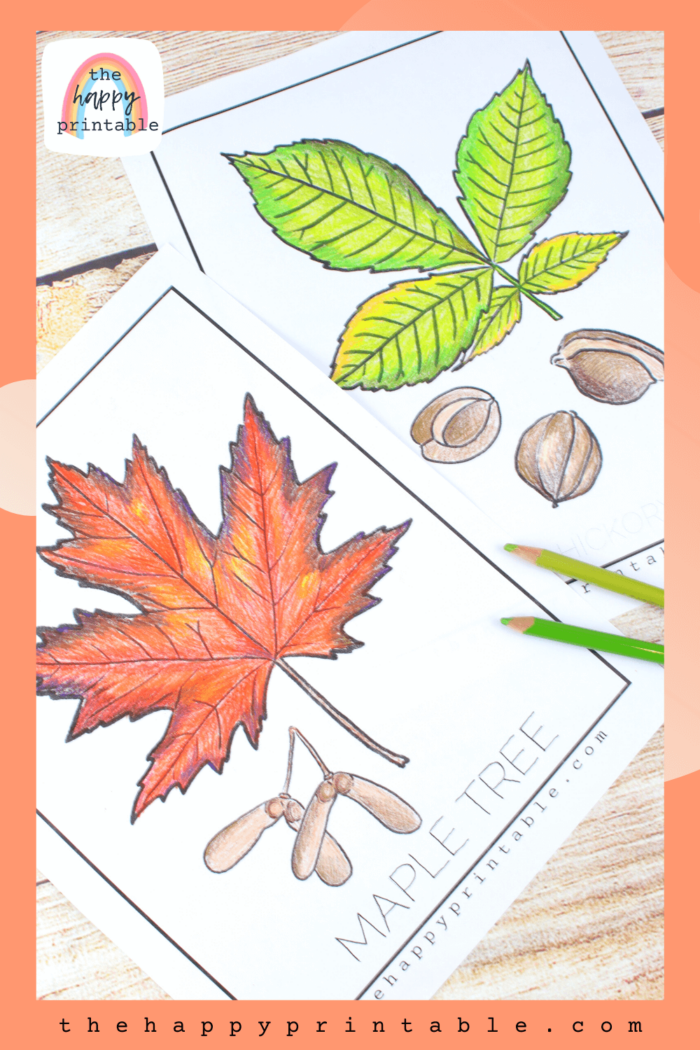 Printable Leaf and Seed Coloring Pages | The Happy Printable